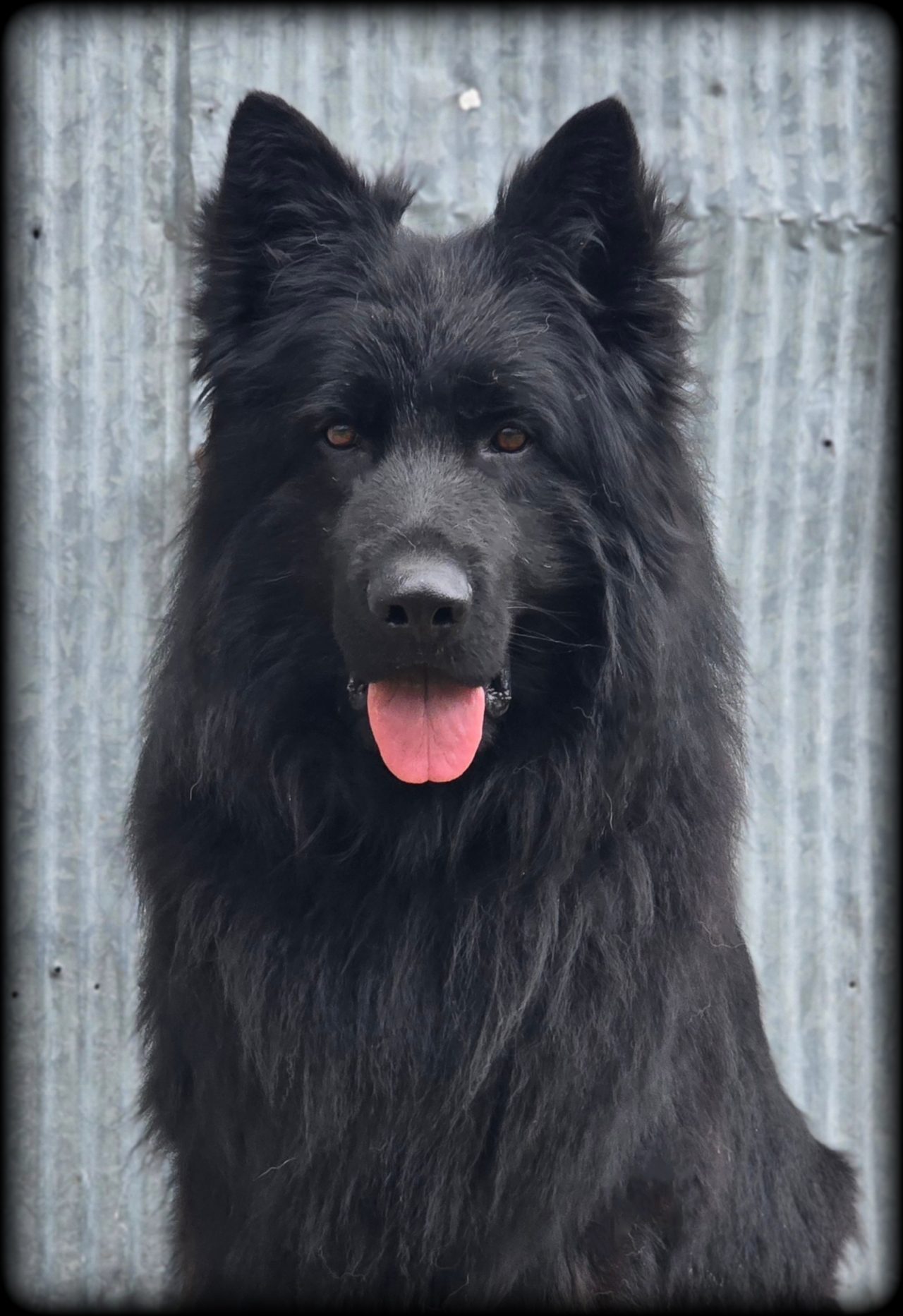 Our Males - Northern Sky German Shepherds