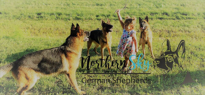 Home - Northern Sky German Shepherds