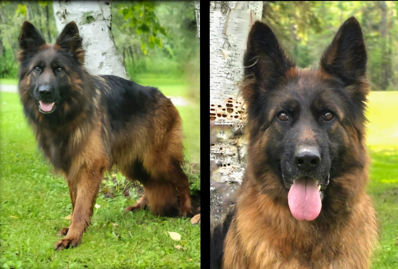 Our Females - Northern Sky German Shepherds