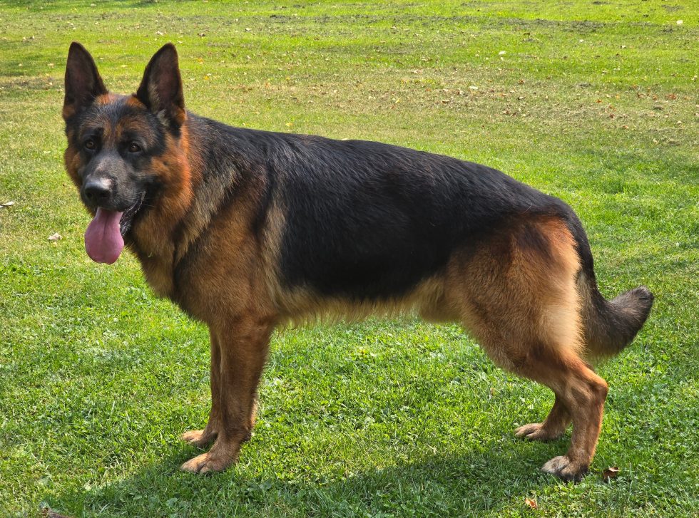 Our Males - Northern Sky German Shepherds