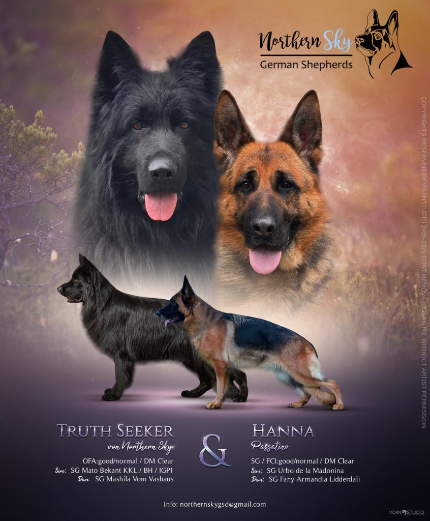 Puppies - Northern Sky German Shepherds